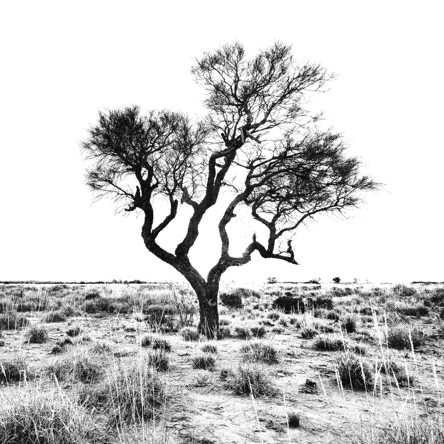 Hughenden Festival of Outback Skies - 2nd – 4th May 2025